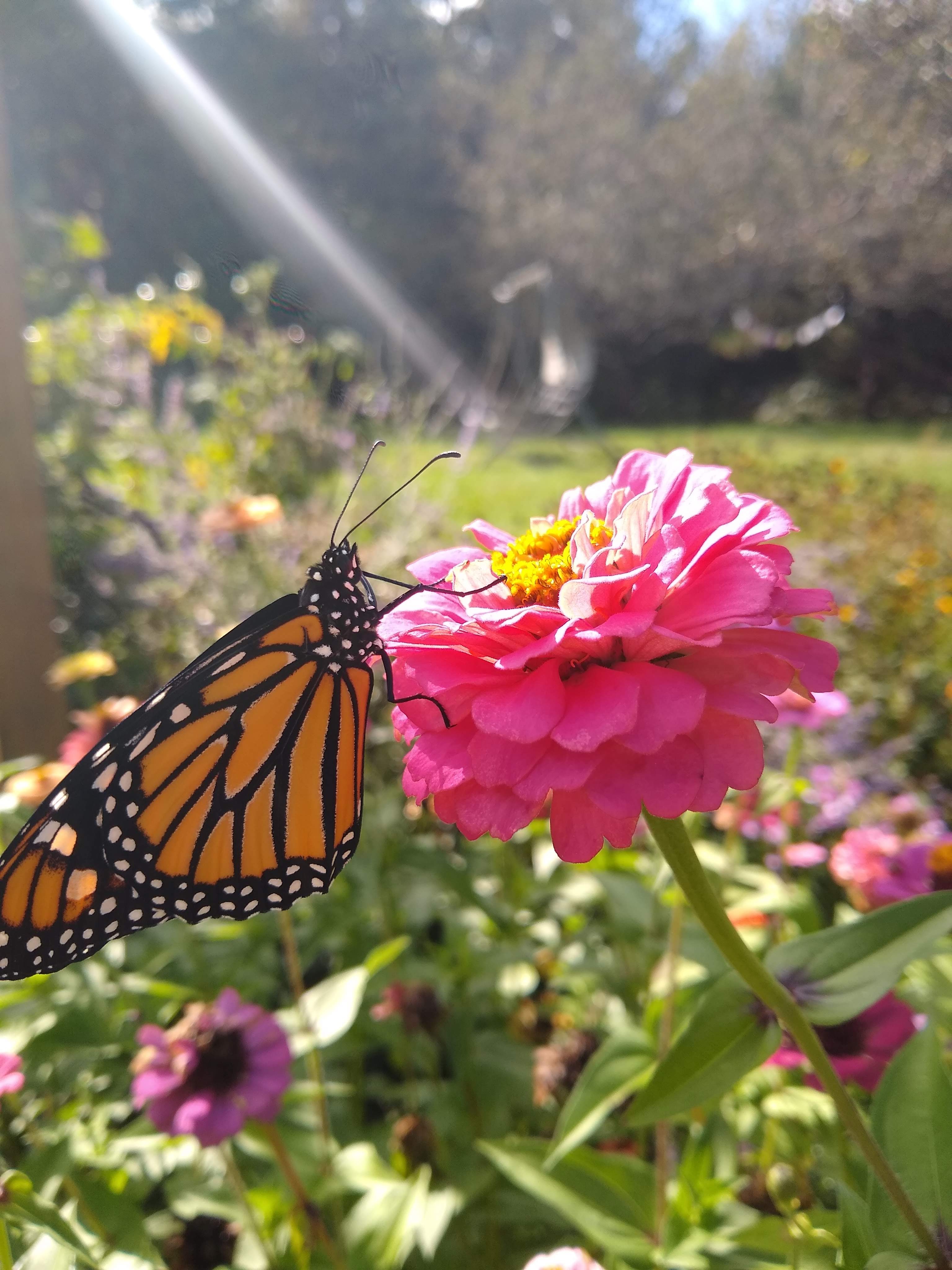 monarch-1 – Dwelling in Presence